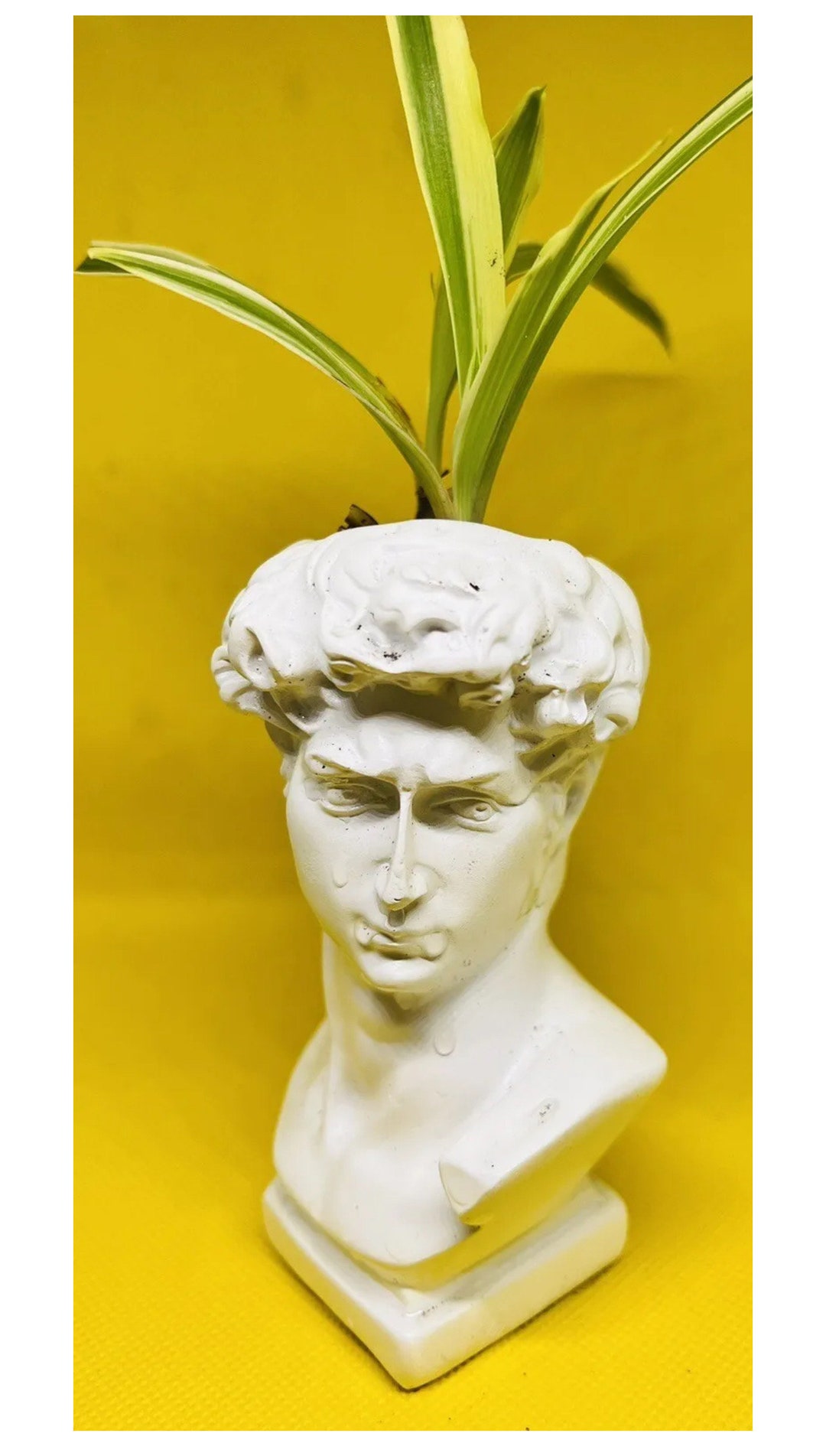 David Planter/succulents, Cacti or Houseplants - Etsy