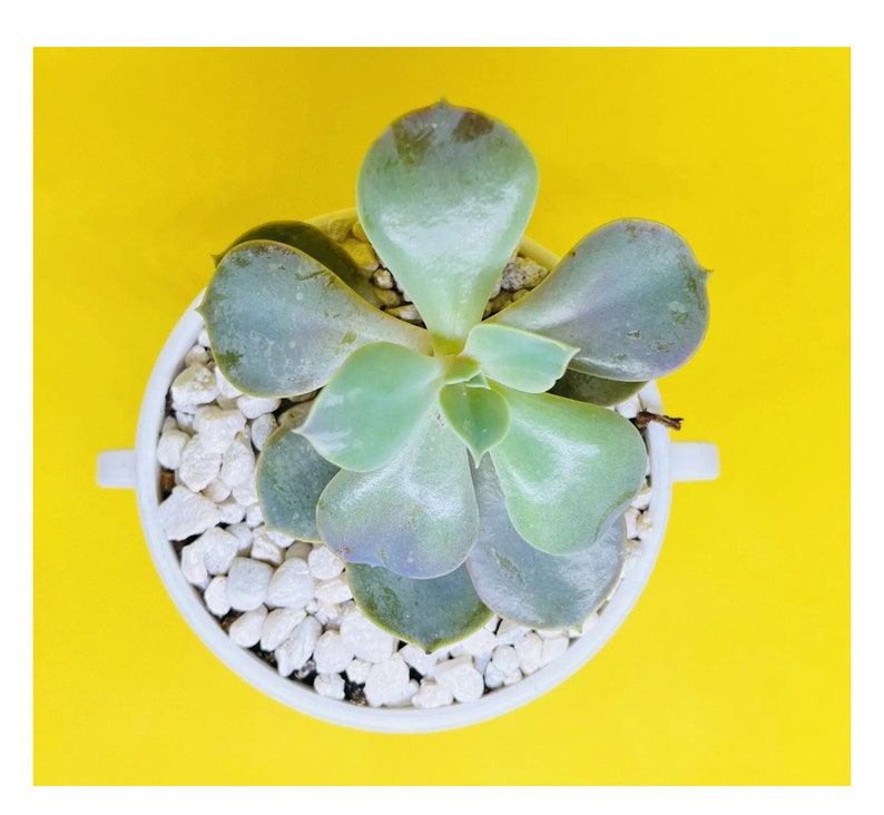Stone Head Planter/exotic/succulent, Cactus or Other Plants/gifts/the ...