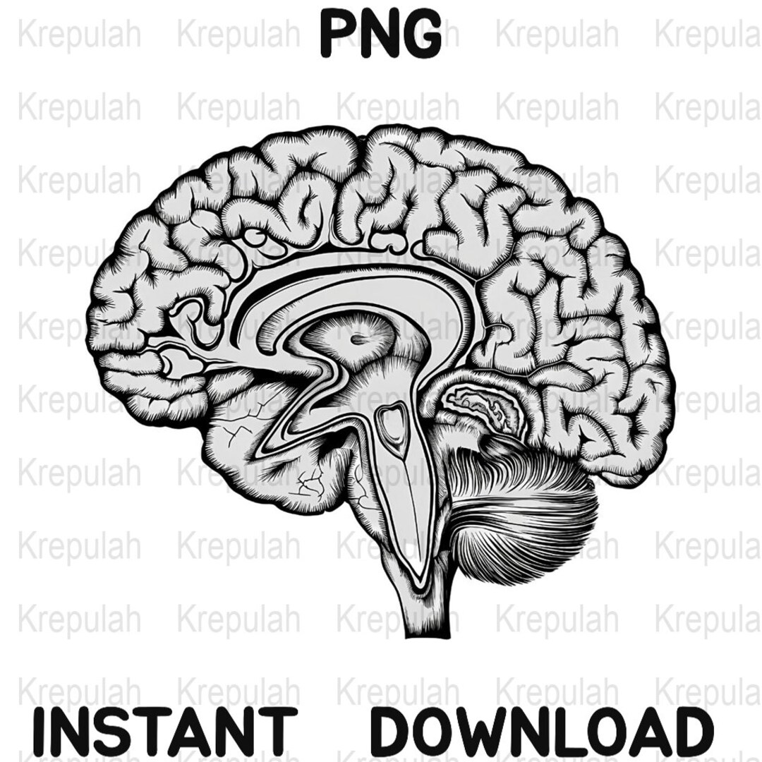 Human Anatomy ,brain Anatomy Graphic ,nurse Brain, Neurological Anatomy ...