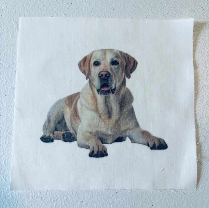 Yellow Lab Dog Fabric Panel Square ~ 4"x4",5x5,6x6,8x8,10x10,12x12 ...