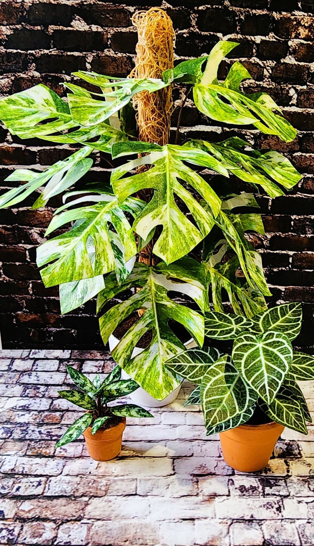 Miniature Paper Variegated Monstera Deliciosa Albo Plant Handcrafted ...