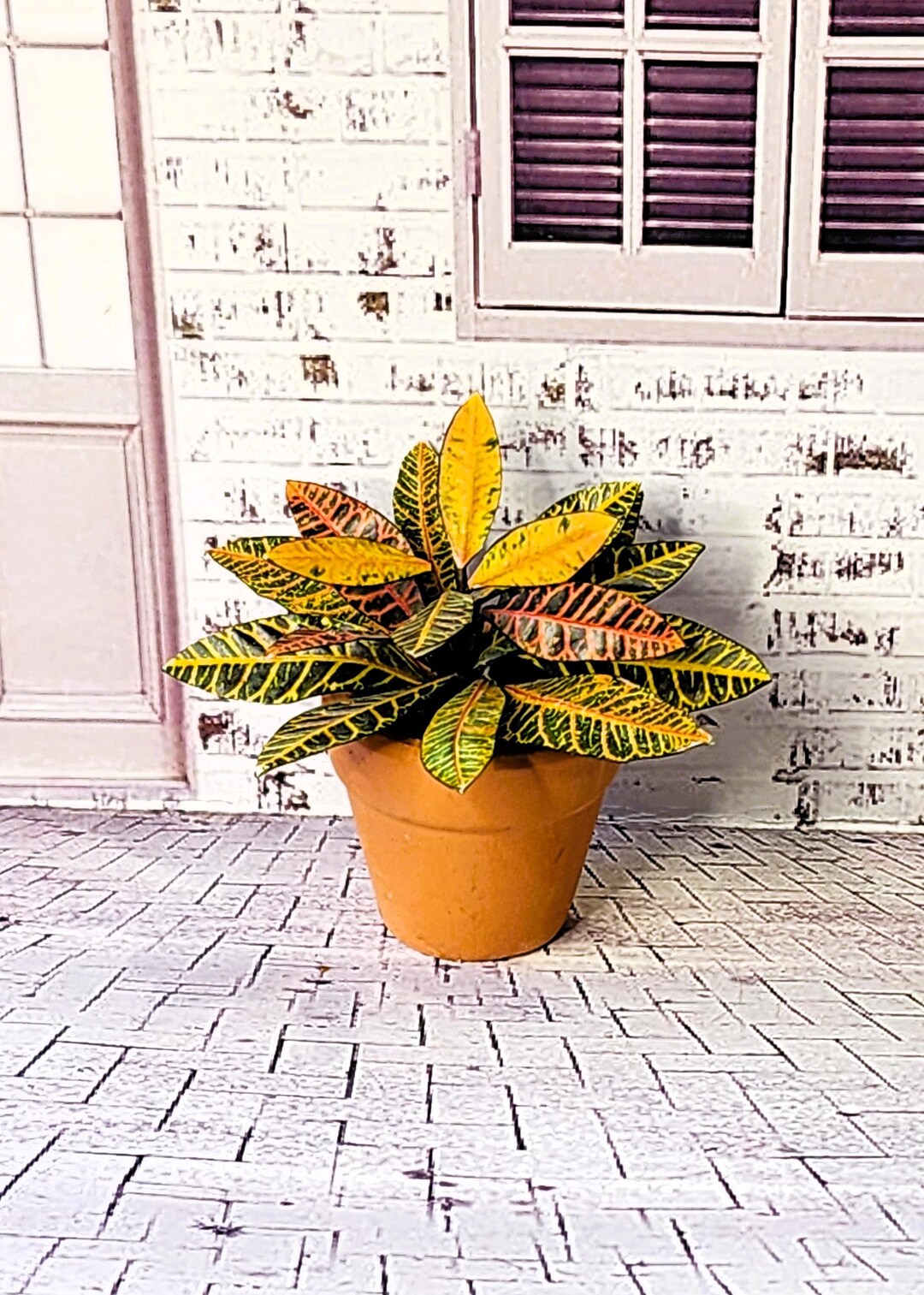 Miniature Croton Plant in Terracotta Pot - Etsy