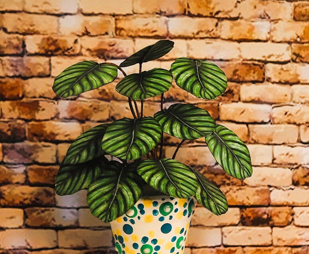 Miniature Paper Calathea Plant in Hand Painted Pot Handcrafted ...