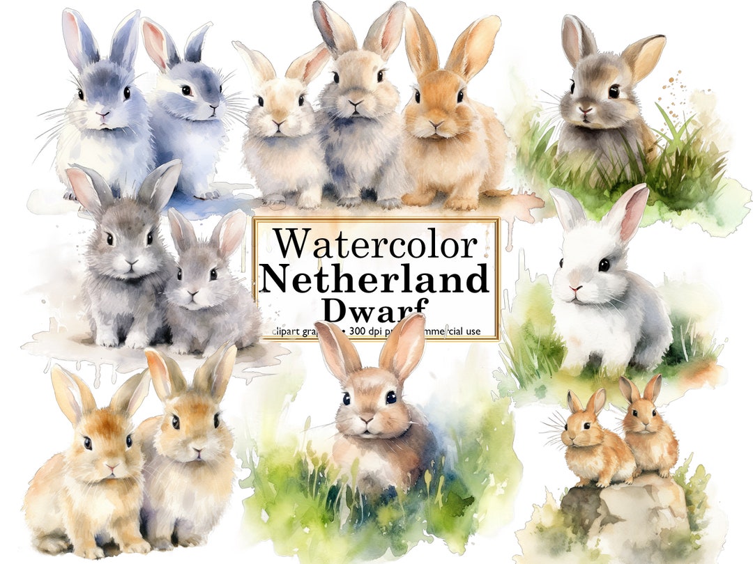 Netherland Dwarf Bunny Water Color Clipart, White Bunny, Grey Bunny ...