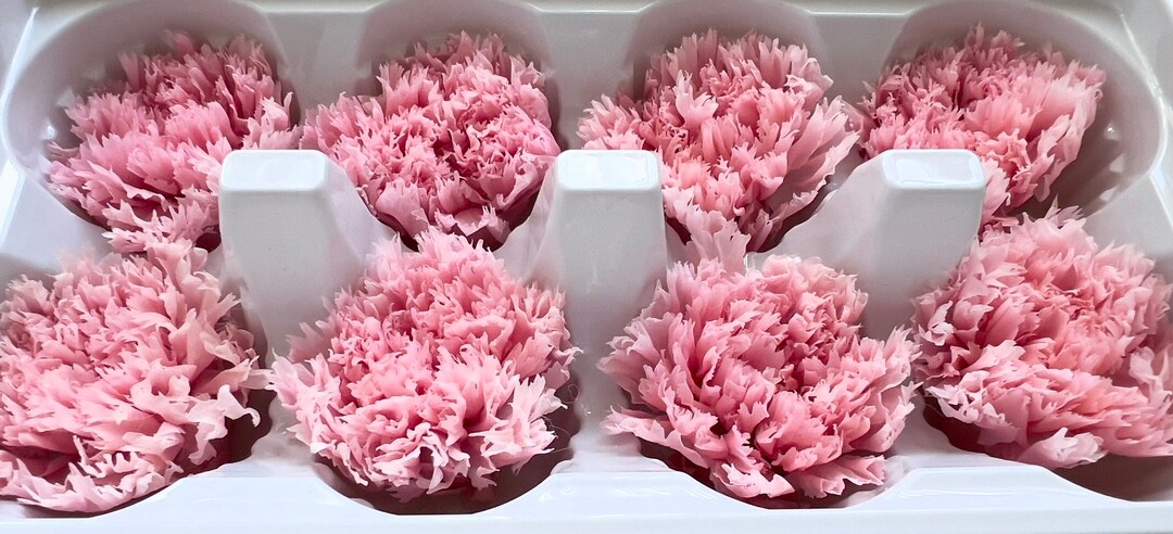 Dried Boxed Carnations I High Quality Preserved Flowers - Etsy