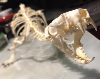 Real Chameleon Skeleton Skull Taxidermy Craft Grade Museum - Etsy