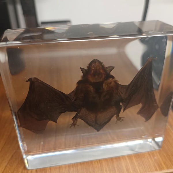 Bat Taxidermy - Etsy