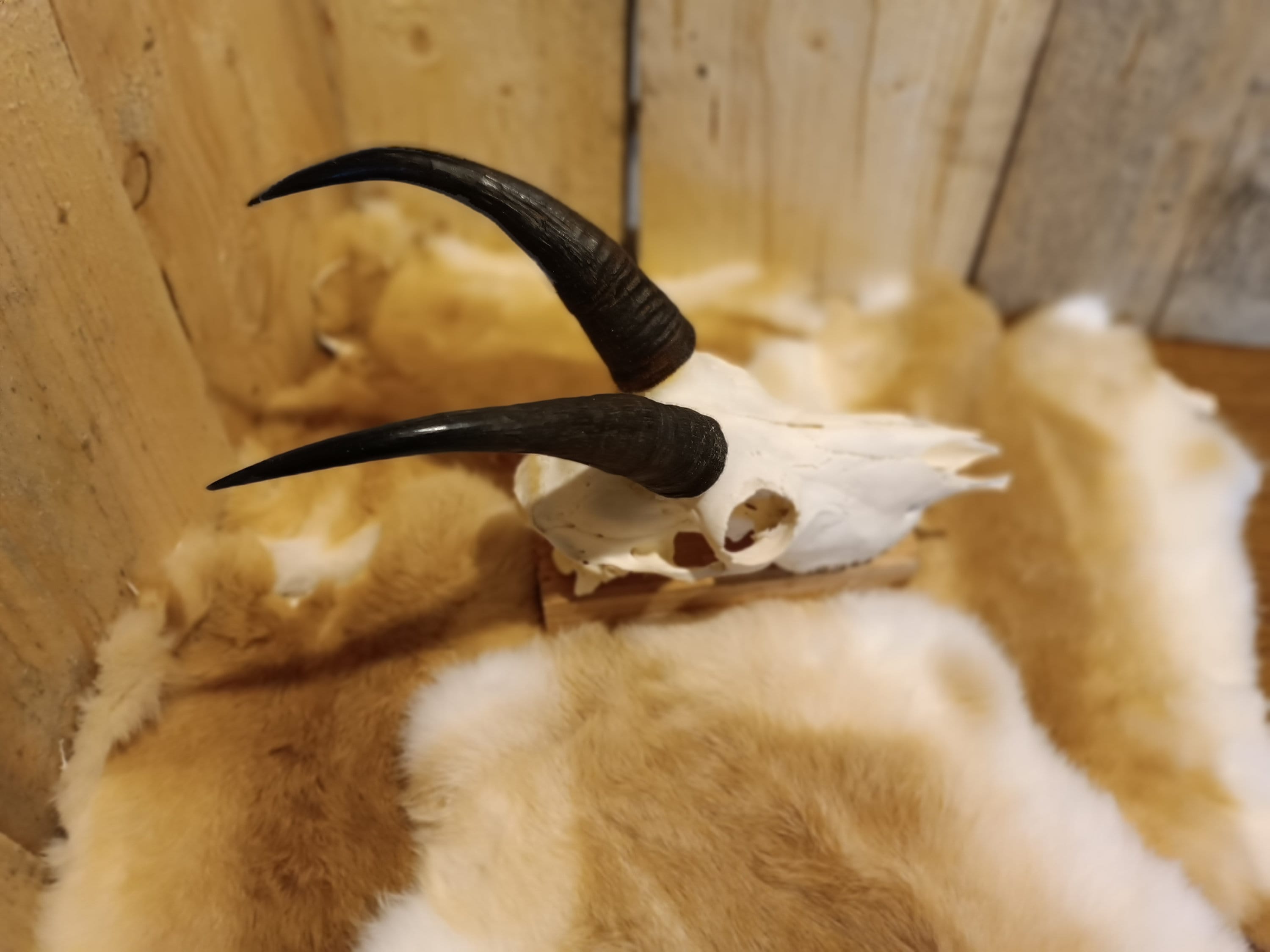 Female Mountain Goat Skull