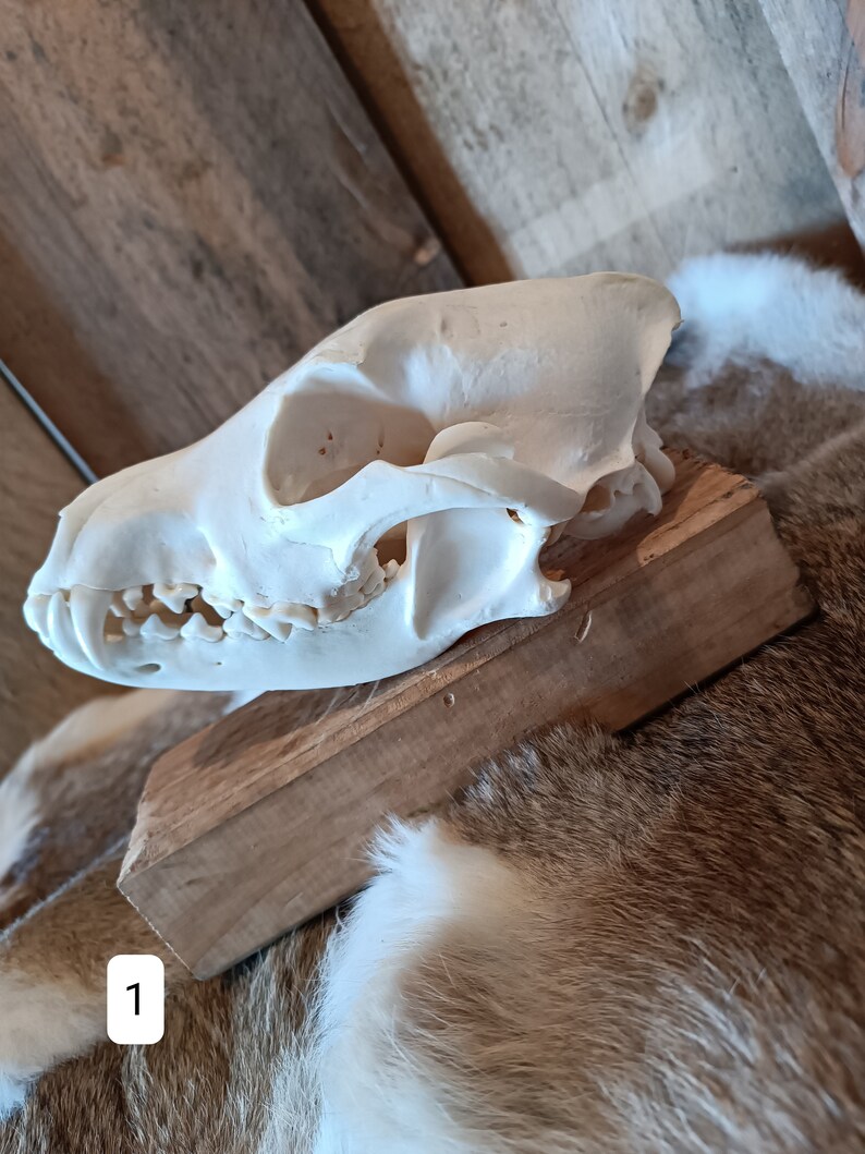 Coyote Skull - Etsy