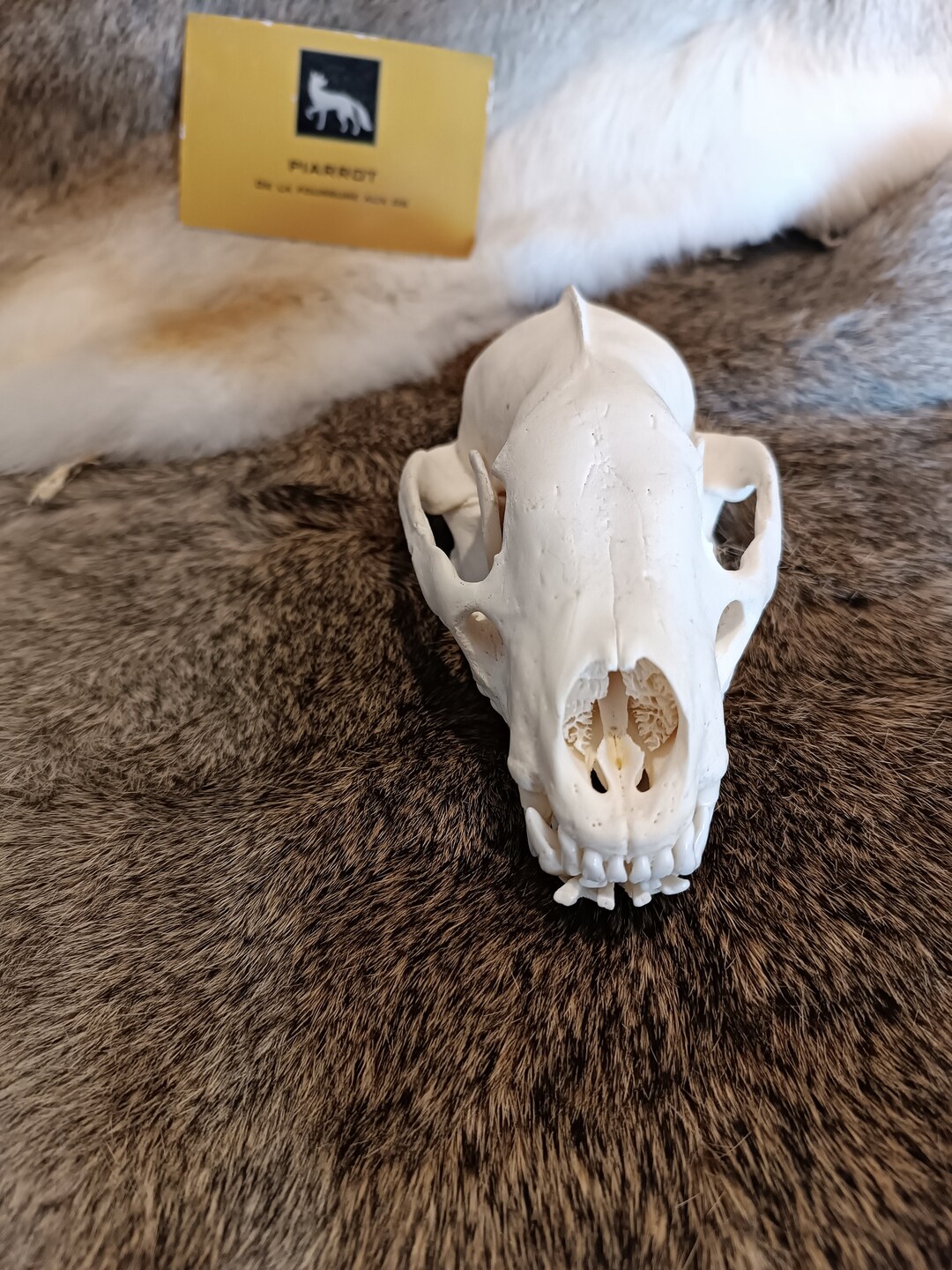 Badger Skull - Etsy