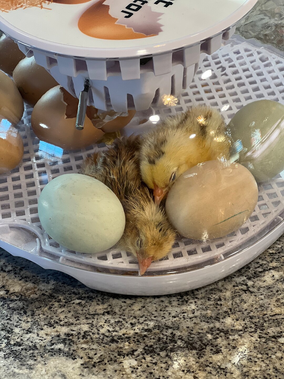 Hatching Chicken Eggs 10 - Etsy