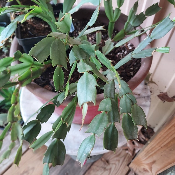 Blue Cactus Live Plant - Etsy