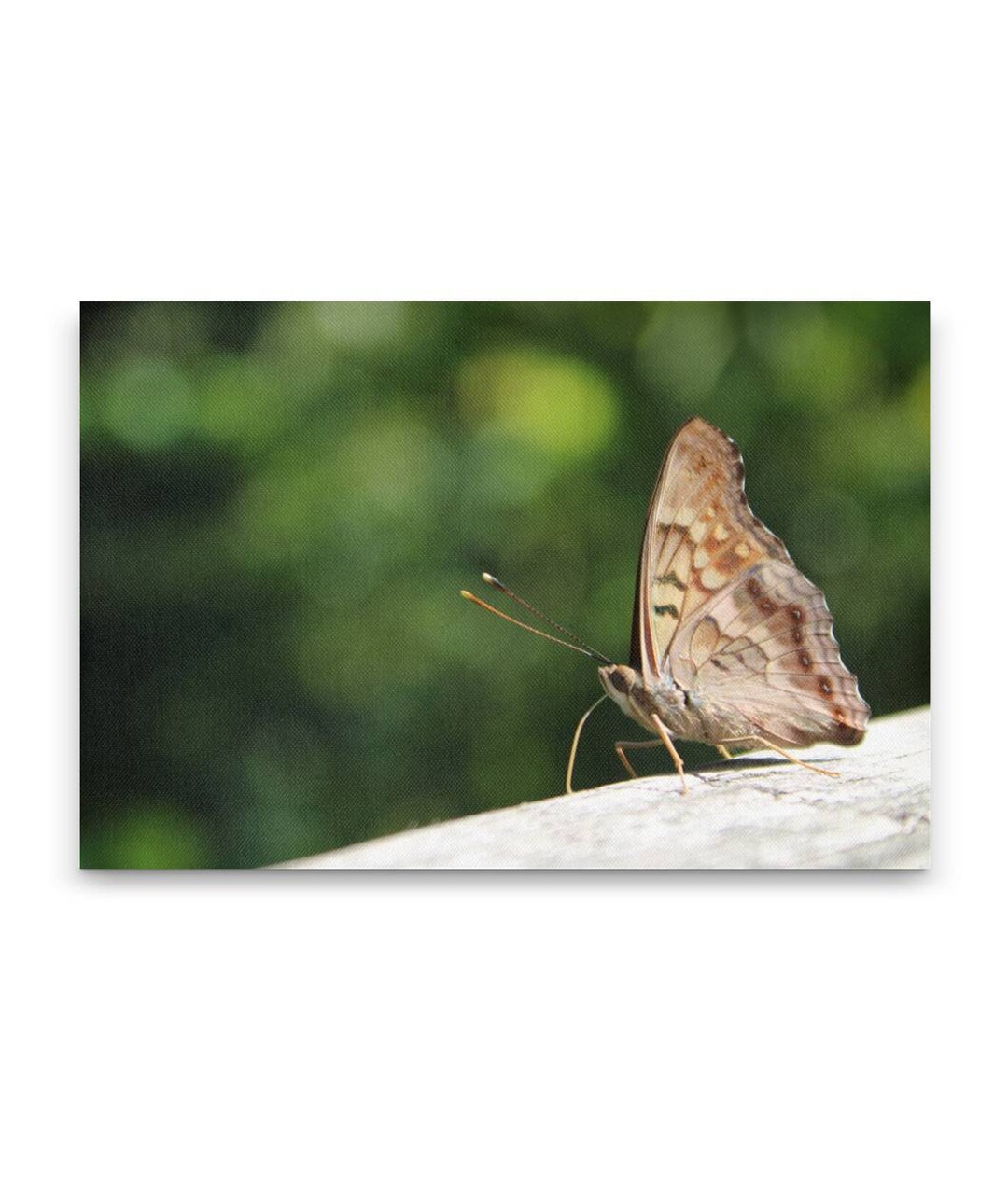 Sending Out Feelers - Butterfly Canvas Wall Art Warm and Green - Etsy