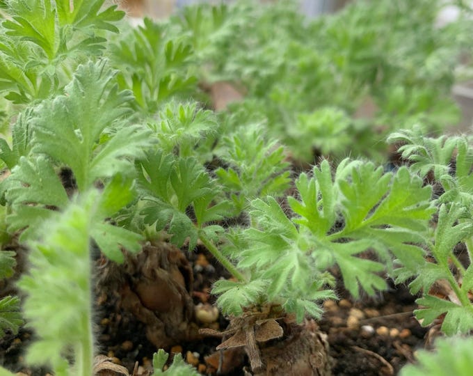 GERANIUM COLORAMA F2 MIX 10 Seeds Pelargonium Zonale Early Flowering ...