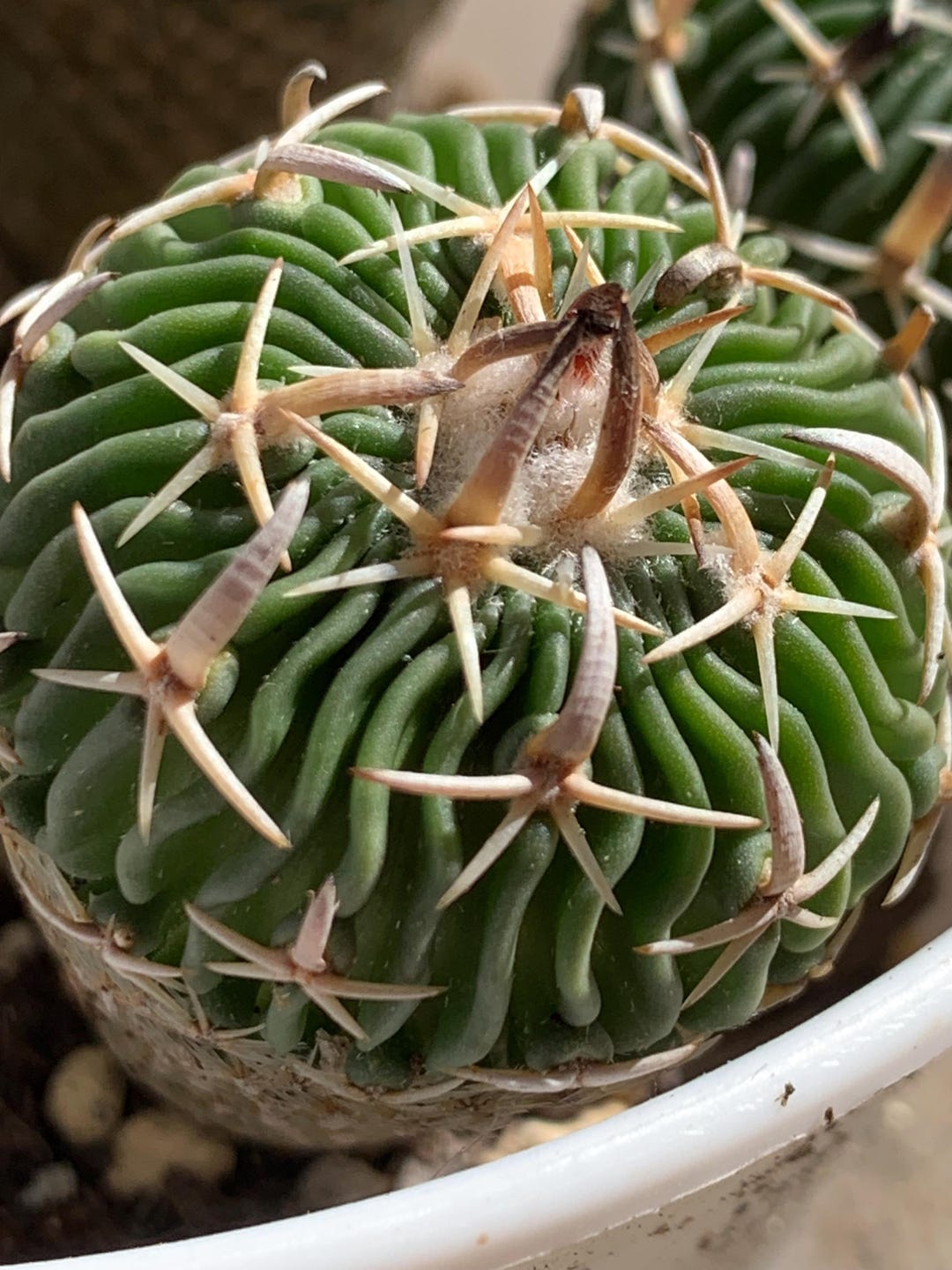 Echinofossulocactus Phyllacanthus --seed Grown - Etsy