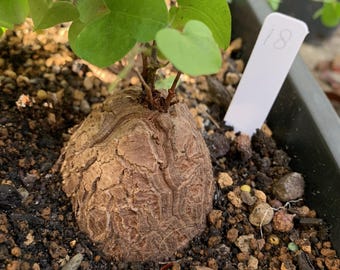 Dioscorea Elephantipes 5 Seeds - Etsy