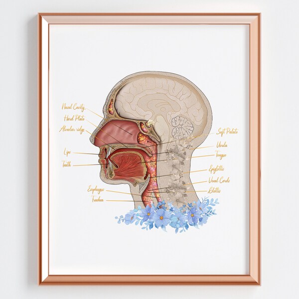 Speech Anatomy Art - Etsy