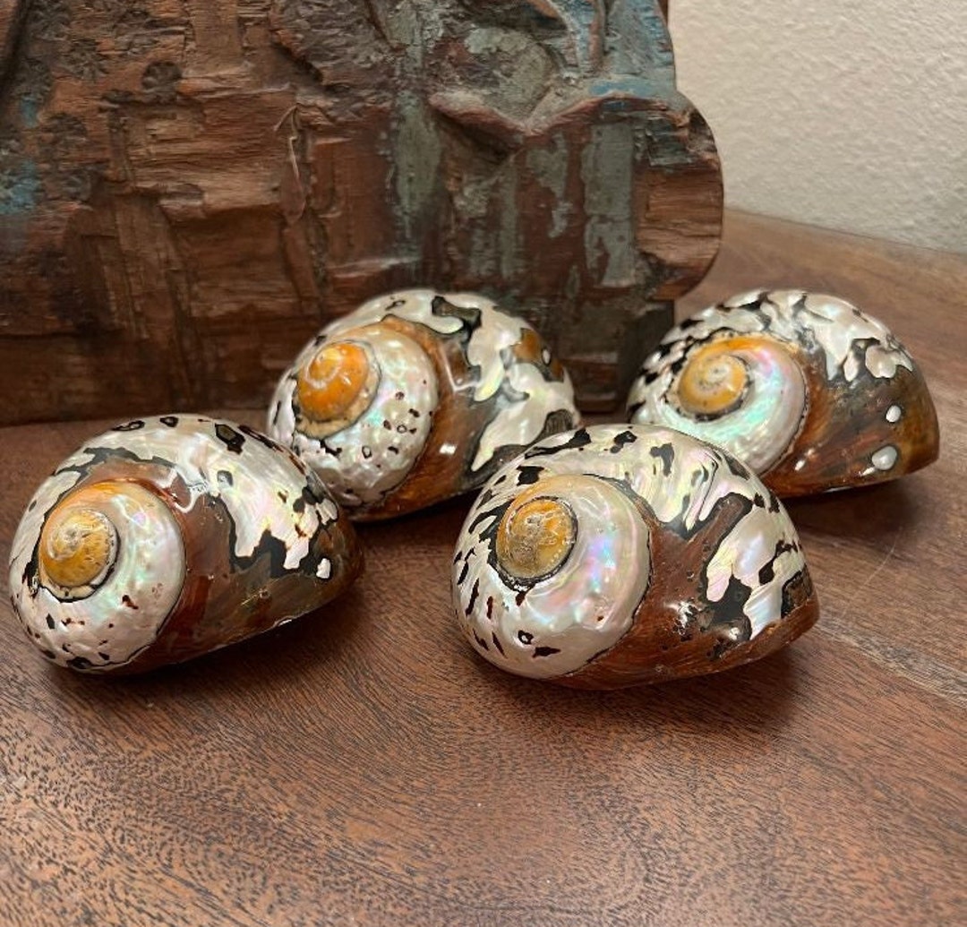 Polished African Turbo Sarmarticus Shell - Etsy