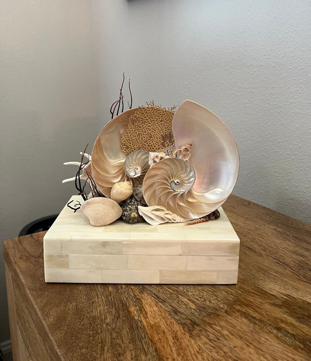 Half Chambered Nautilus and Seashell Topped Box - Etsy