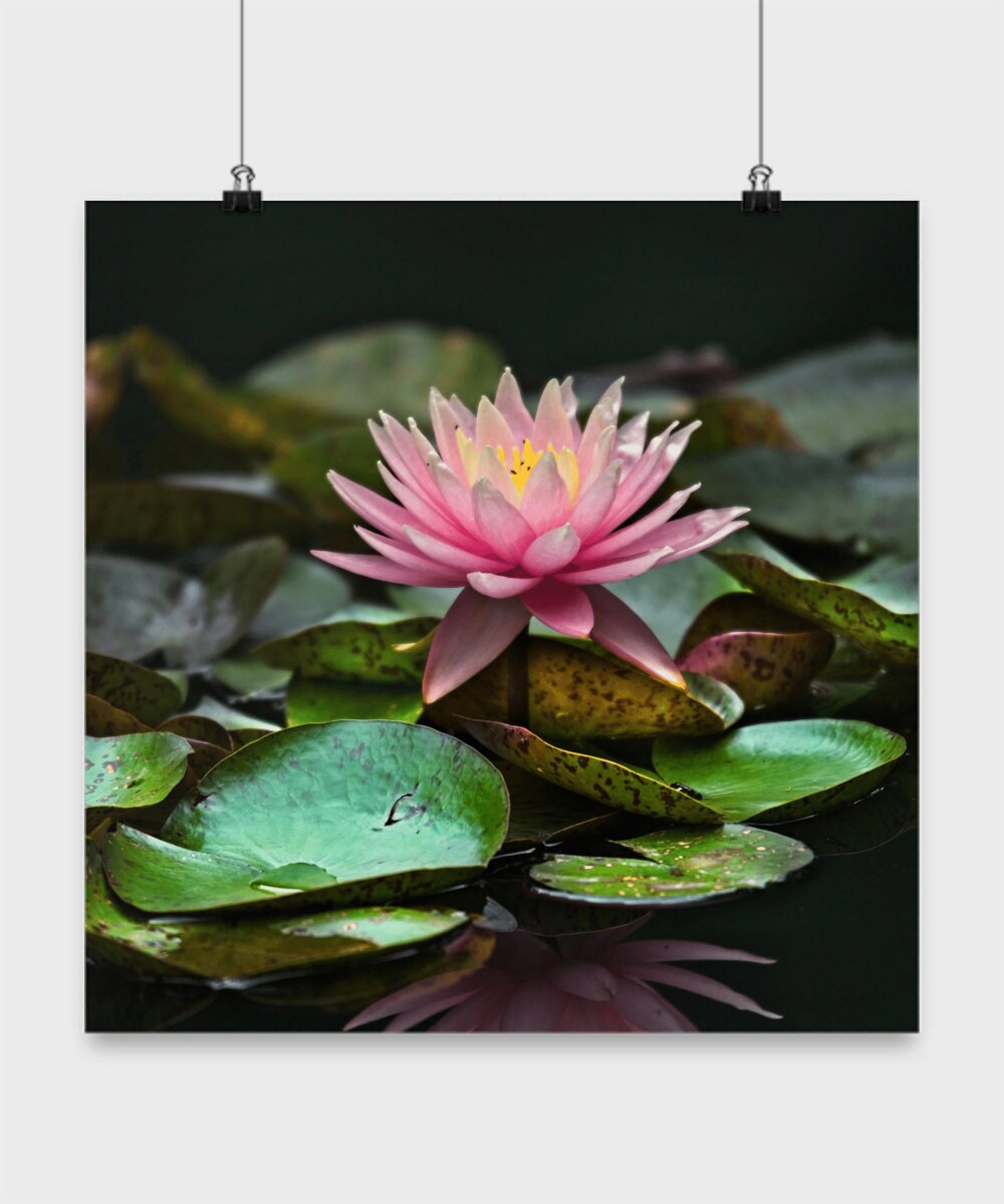 Lotus Poster, Lotus Photo Wall Art Gift, Water Lily Wall Hanging ...
