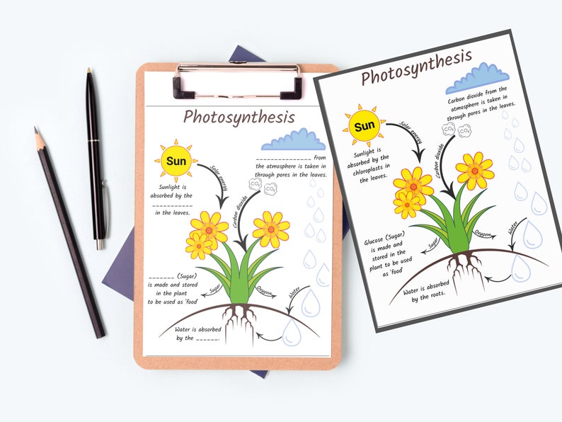 Photosynthesis Anchor Chart, Science Teacher Printable Poster, Biology ...