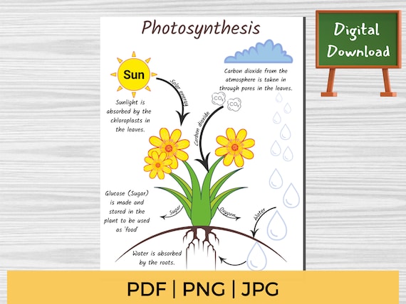 Photosynthesis Diagram For Kids Worksheet DIGITAL Photosynthesis