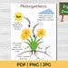 Photosynthesis Anchor Chart, Science Teacher Printable Poster, Biology ...