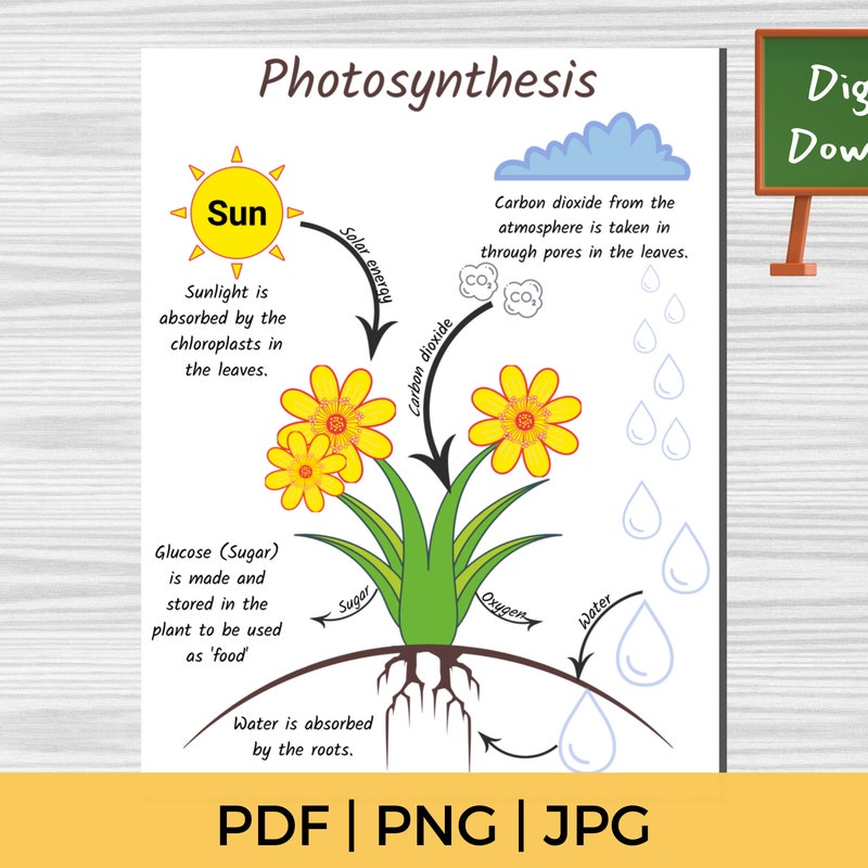Photosynthesis Poster - Etsy