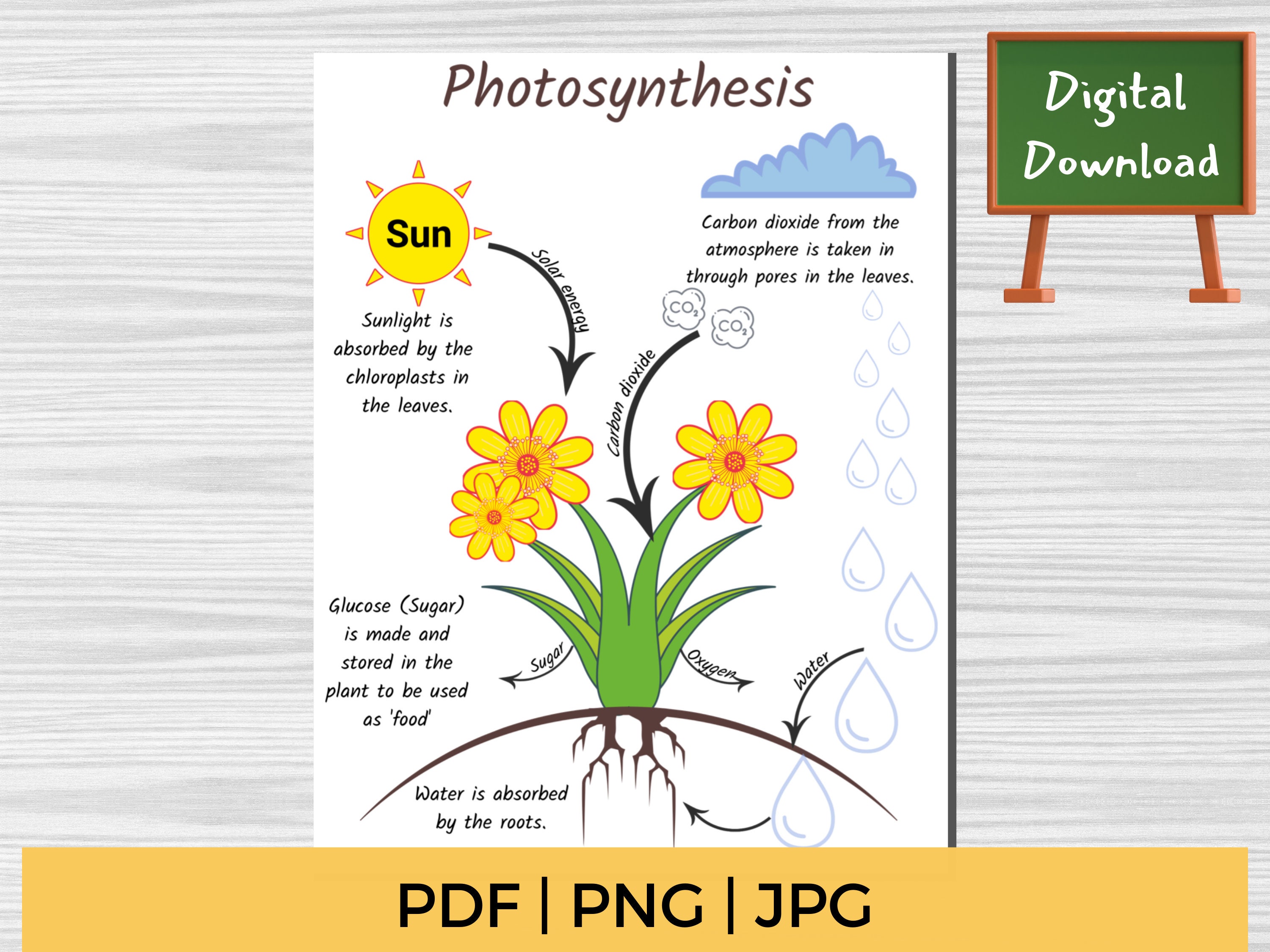 Photosynthesis Diagram For Kids Worksheet