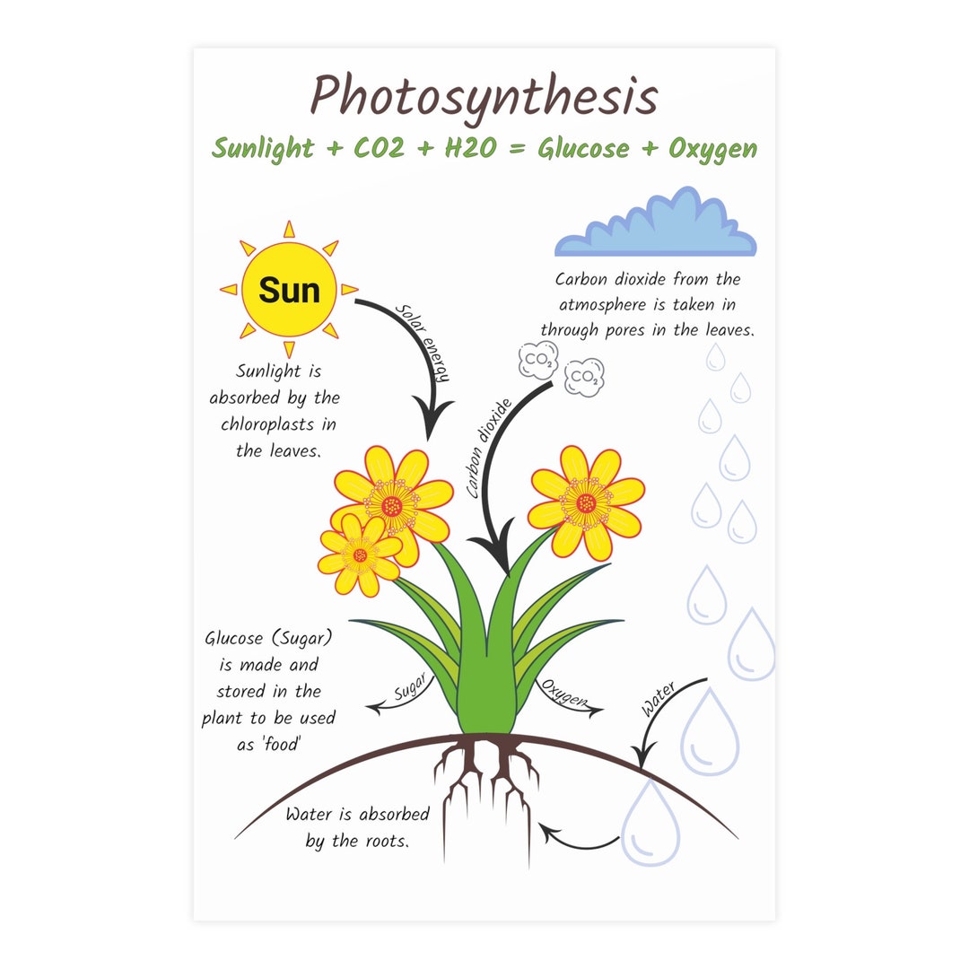 Science Teacher Poster, Photosynthesis Biology Classroom Anchor Chart ...