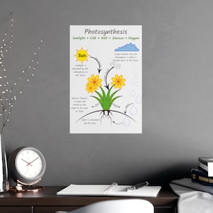 Photosynthesis Poster, Science Teacher, Biology Classroom Anchor Chart ...
