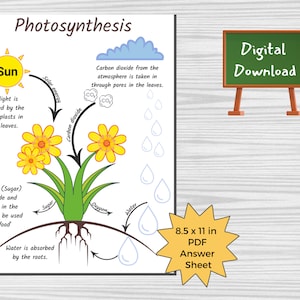 Photosynthesis Anchor Chart, Science Teacher Printable Poster, Biology ...