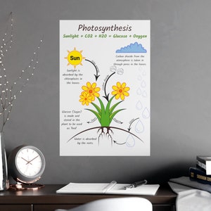 Photosynthesis Poster, Science Teacher, Biology Classroom Anchor Chart ...