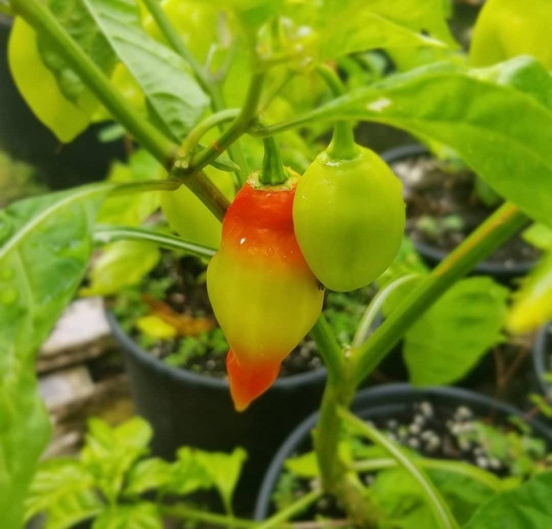 NEW Trinidad and Tobago Pimento Pepper Seeds, Free Shipping, Heirloom ...
