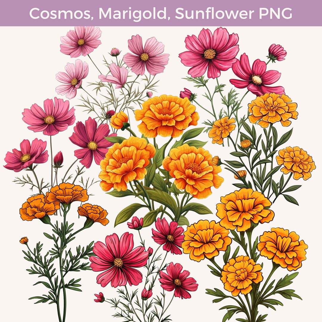 Flower Clipart, Cosmos Marigold Sunflower in a Pot, Floral PNG ...
