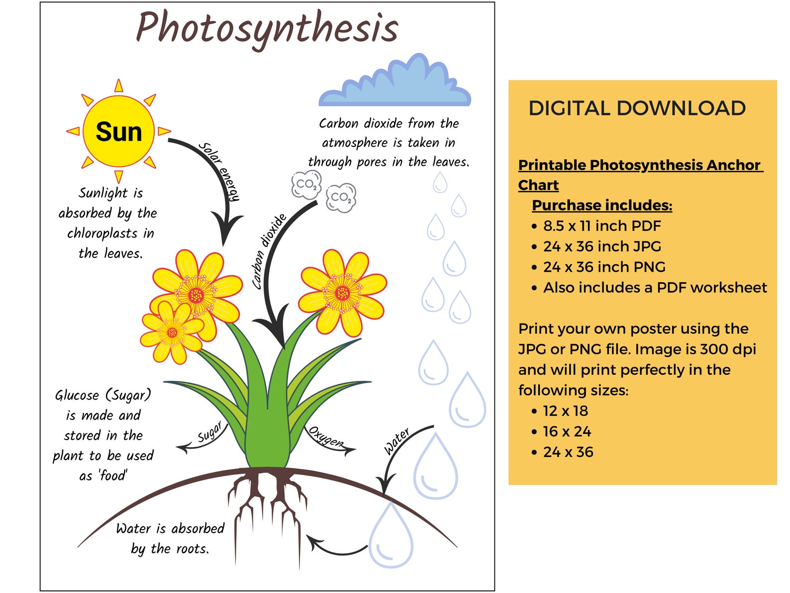 Photosynthesis Anchor Chart, Science Teacher Printable Poster, Biology ...