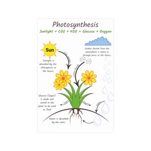 Photosynthesis Poster, Science Teacher, Biology Classroom Anchor Chart ...