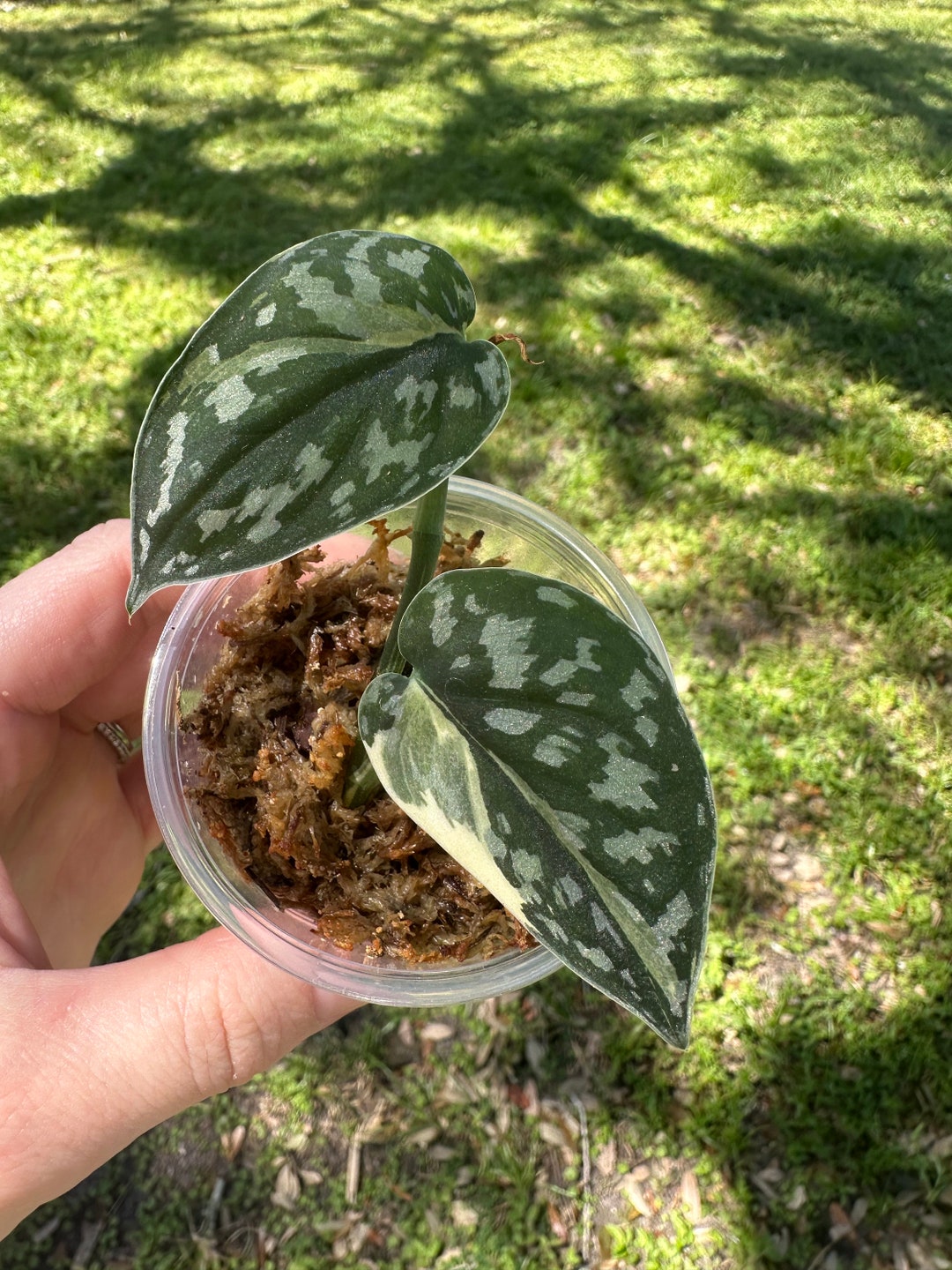 Scindapsus Mayari - Etsy