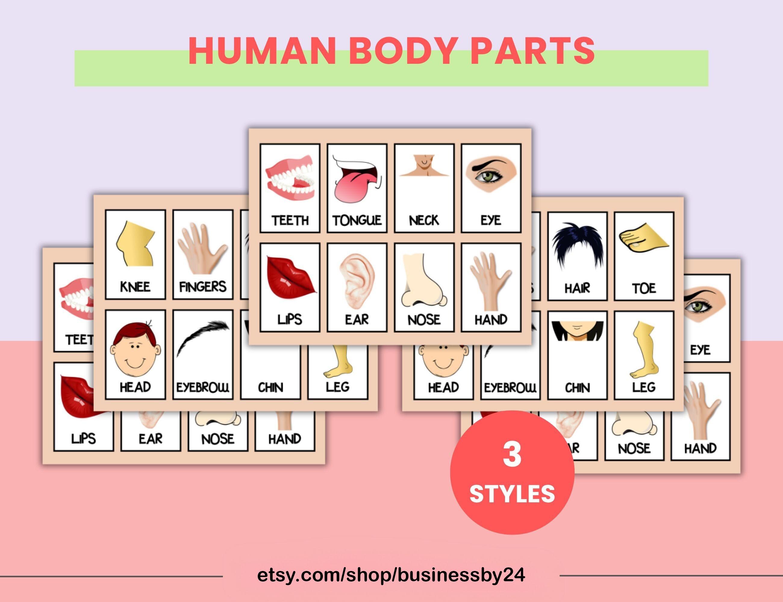 Body Parts Cards, Preschool Educational Toys, Word Cards, Workbook ...