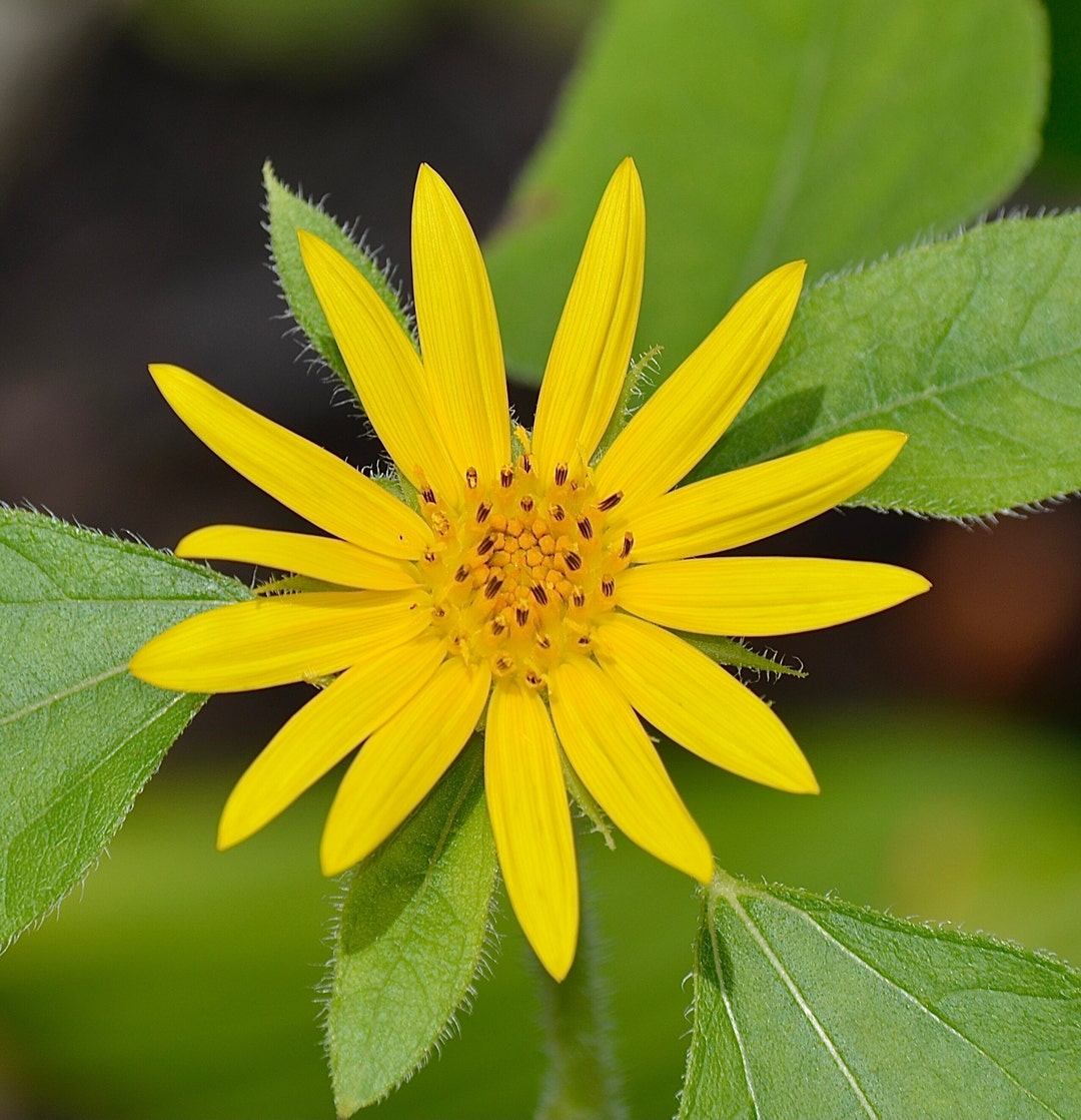 Woodland Sunflower, Yellow Flower, Mixtiles, - Etsy