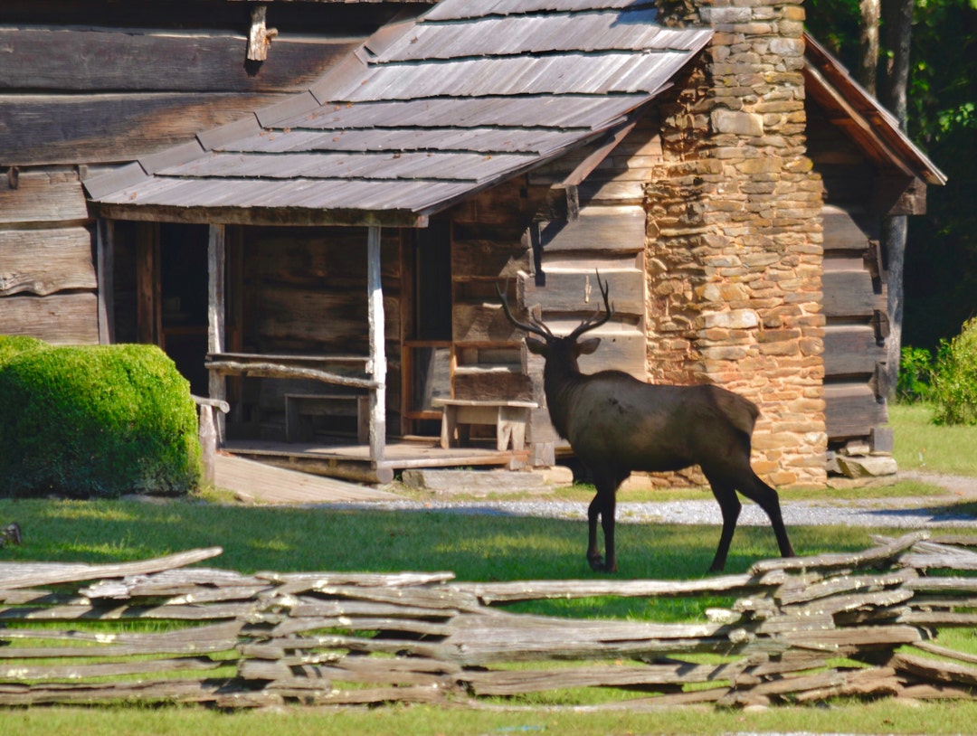 Checking Out the Neighbors Cabin - Etsy
