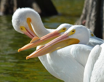 American White Pelicans, Texas Coast Bird Photography, Nature Print ...