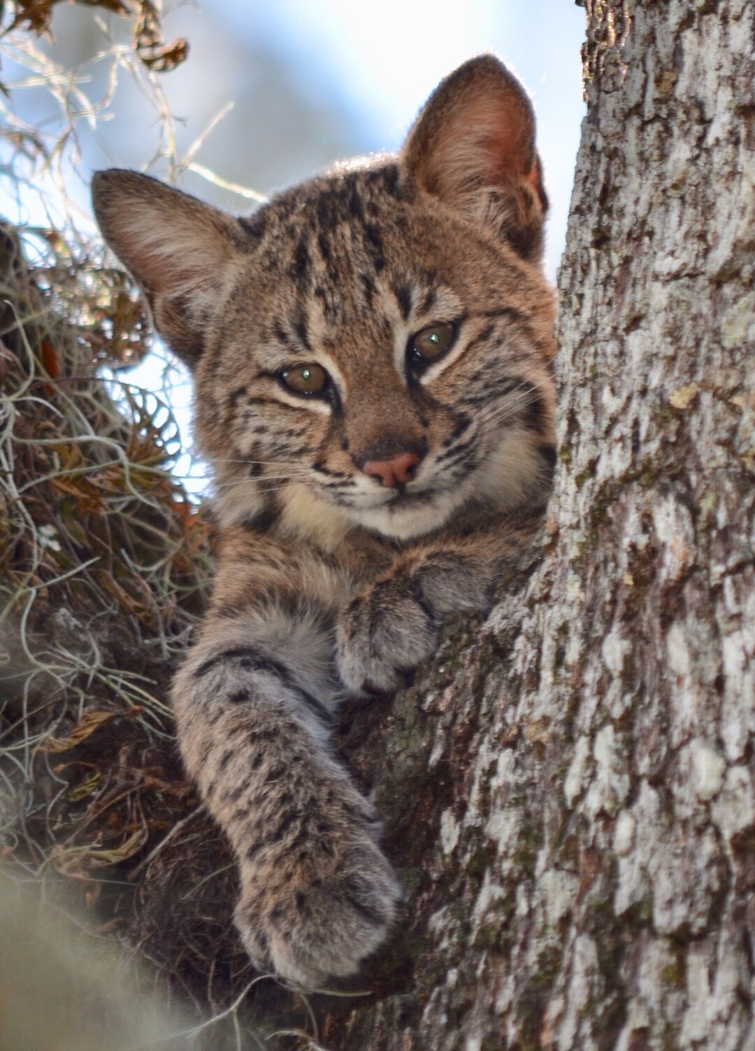 Bobcat Kitten, Bobcat, Mixtiles - Etsy