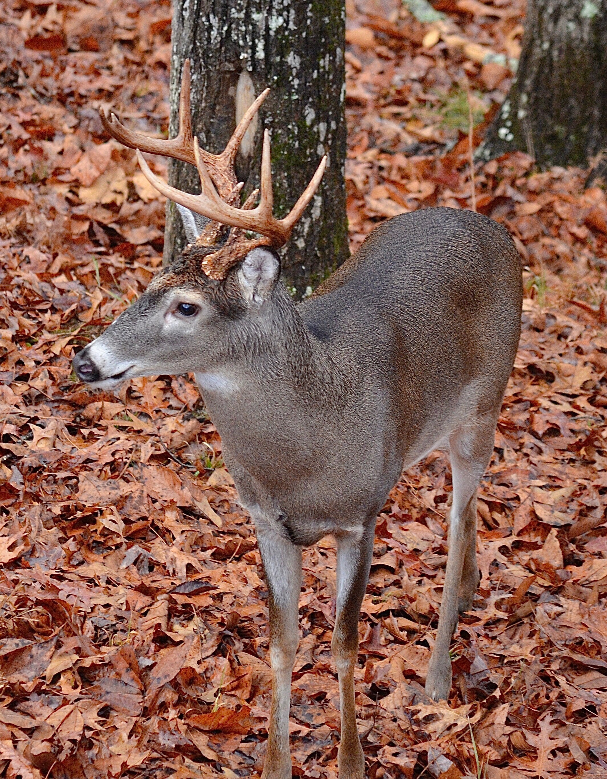 Buck, 10 Pointer, Ten Pointer, Antlers, Deer, Mixtiles - Etsy