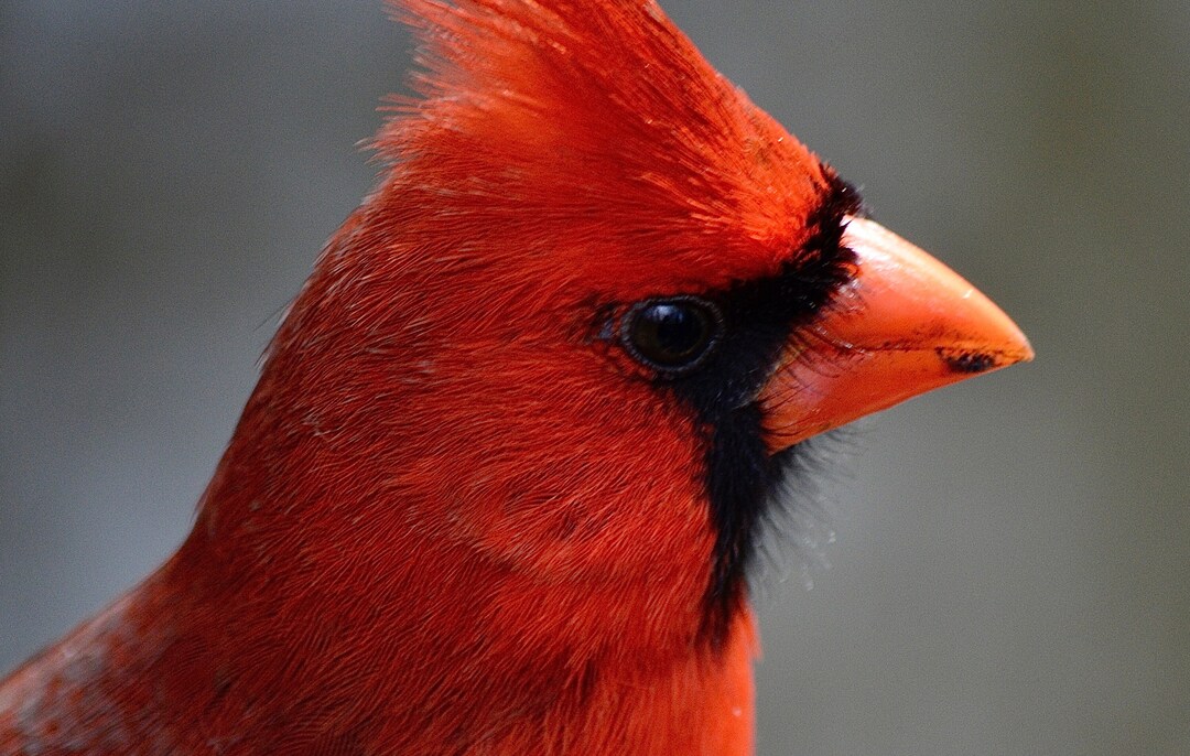Cardinal, Songbird, Male - Etsy