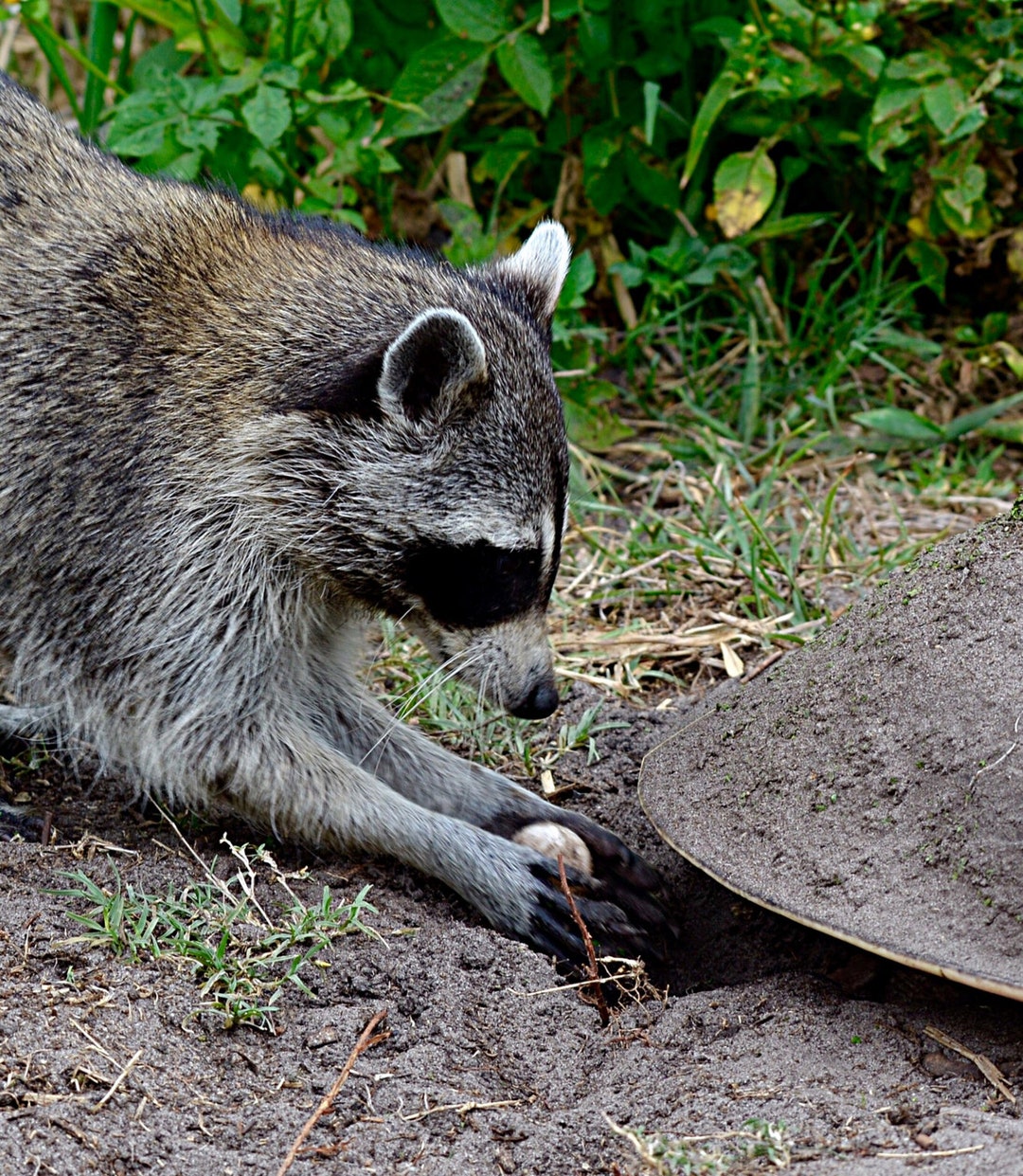 Raccoons, Soft Shell Turtle - Etsy