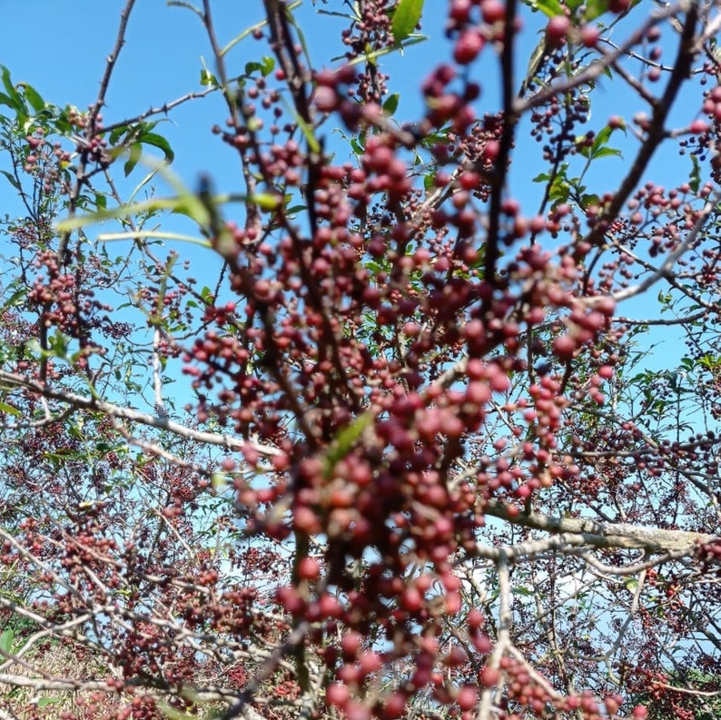 Himalayan Timut Pepper (szechuan Style) - Natural Wild Crafted Seedless ...