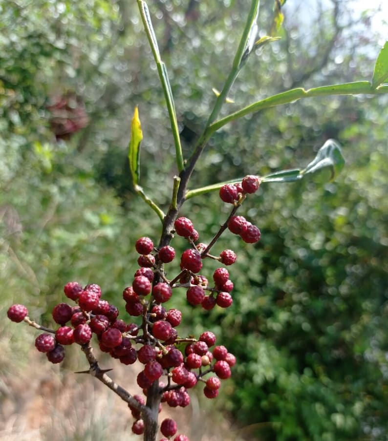 Seedless Timut Peppercorn Premium Wild-harvested Nepali Sichuan Pepper ...
