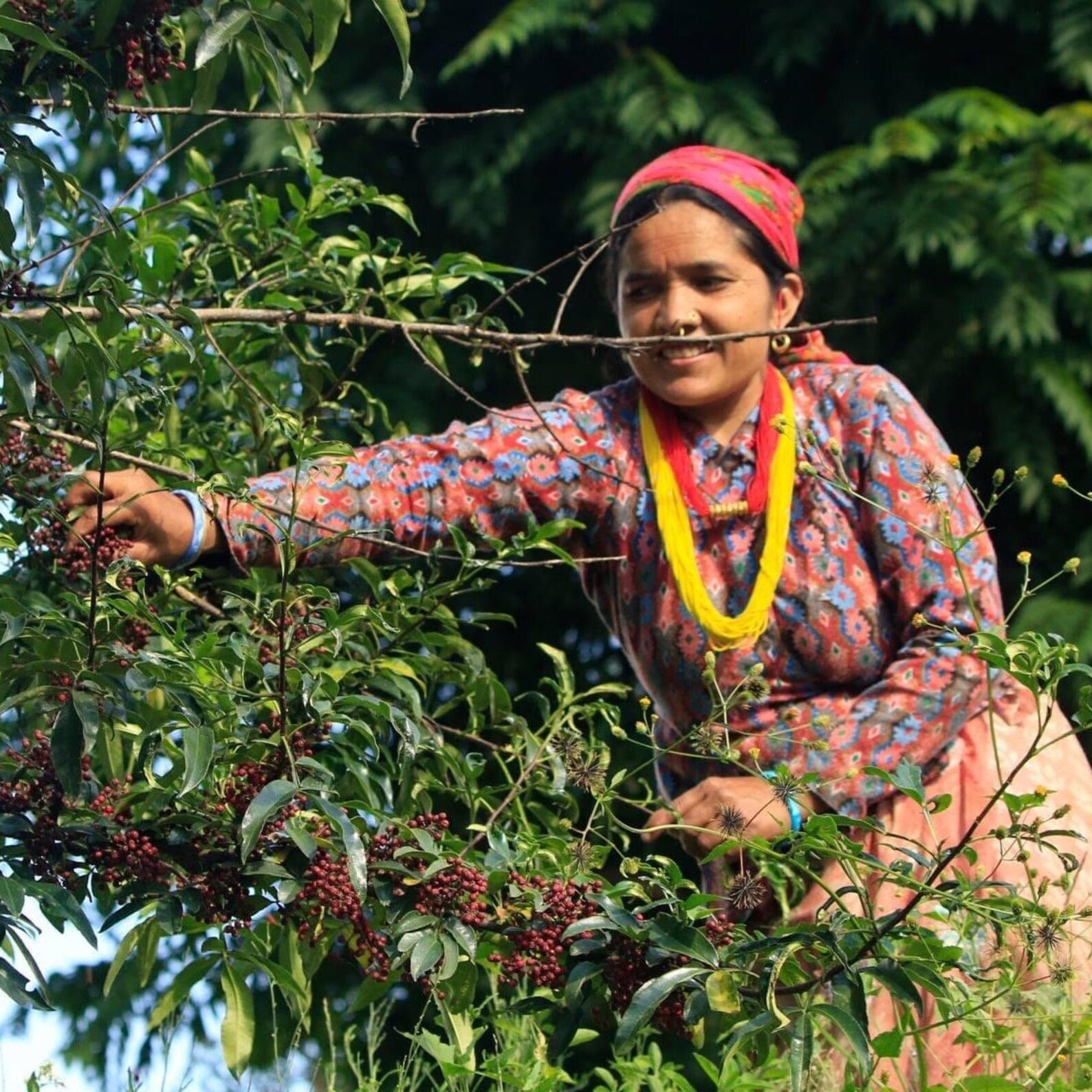 Himalayan Timut Pepper (szechuan Style) - Natural Wild Crafted Seedless ...