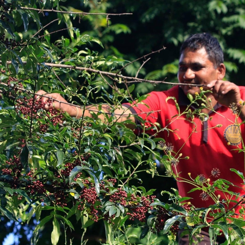 Seedless Timut Peppercorn - Premium Wild-harvested Nepali Sichuan ...